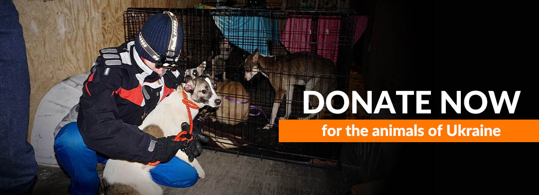 URGENT: DESPERATE ANIMALS NEED YOU | Soi Dog Foundation