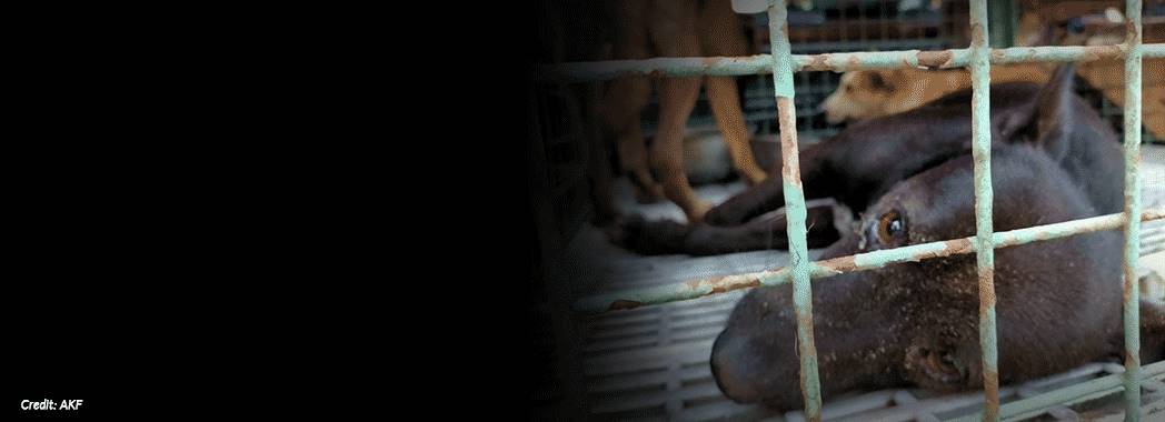 Helfen Sie, den Hundefleisch-Handel zu beenden | Soi Dog Foundation