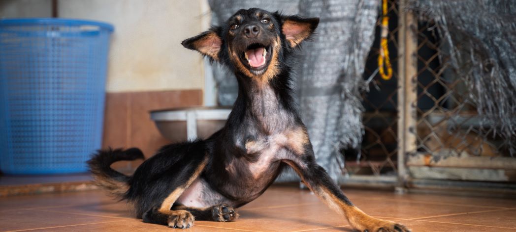 Thank you for standing with us | Soi Dog Foundation