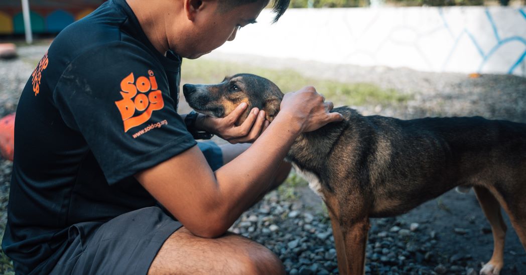 Thank you for standing with us | Soi Dog Foundation