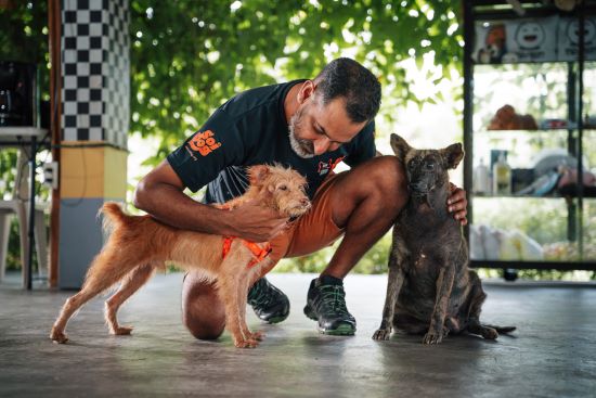 Thank you for standing with us | Soi Dog Foundation