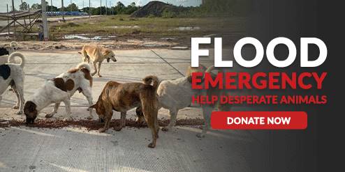 DESPERATE ANIMALS NEED YOU | Soi Dog Foundation