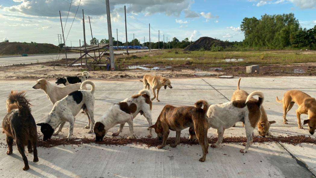 You helped thousands of animals | Soi Dog Foundation