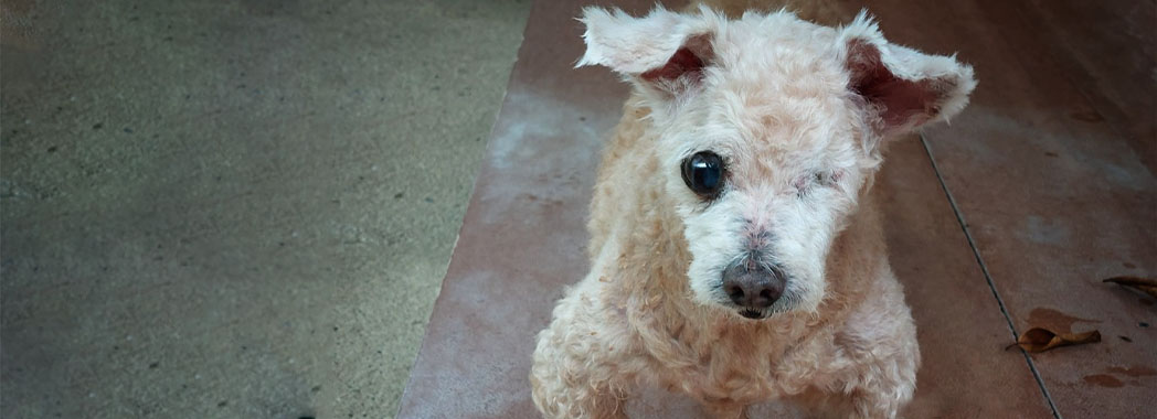 Give the greatest gift of all | Soi Dog Foundation