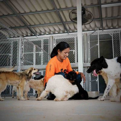 You did it! | Soi Dog Foundation