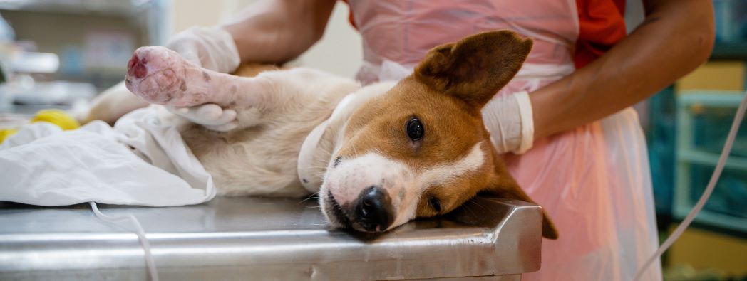 Will you help a dog like Starwin? | Soi Dog Foundation