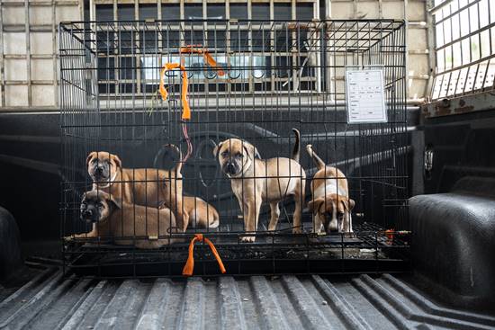 Help us help them | Soi Dog Foundation