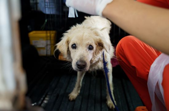 Will you be there for them? | Soi Dog Foundation