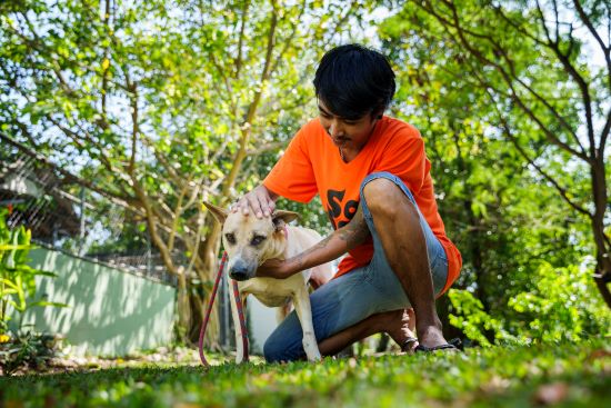 Will you save a life today? | Soi Dog Foundation