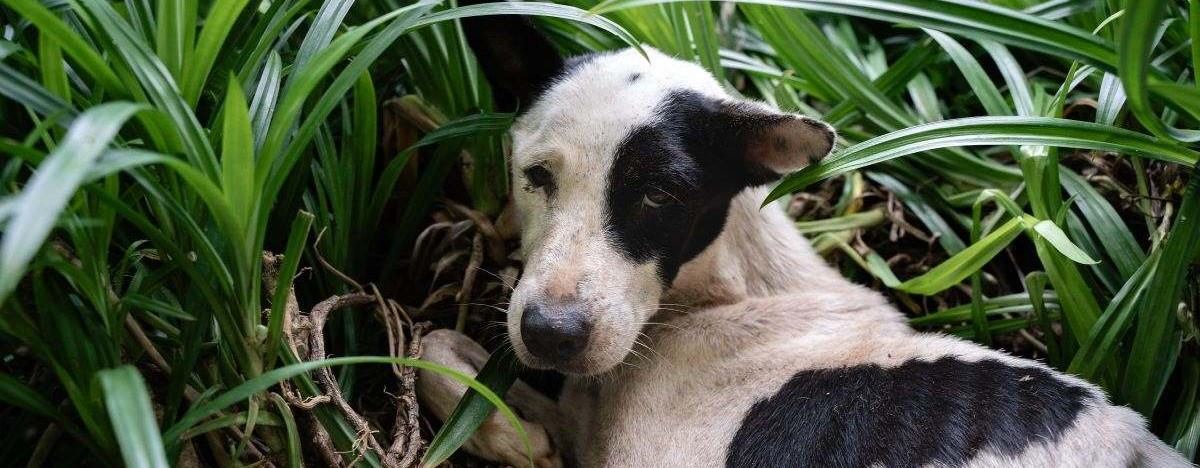 Join the rescue | Soi Dog Foundation